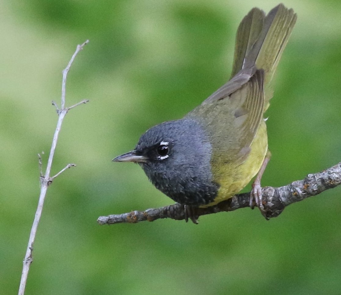 Bird names matter: Top ornithologists and organizations endorse name ...