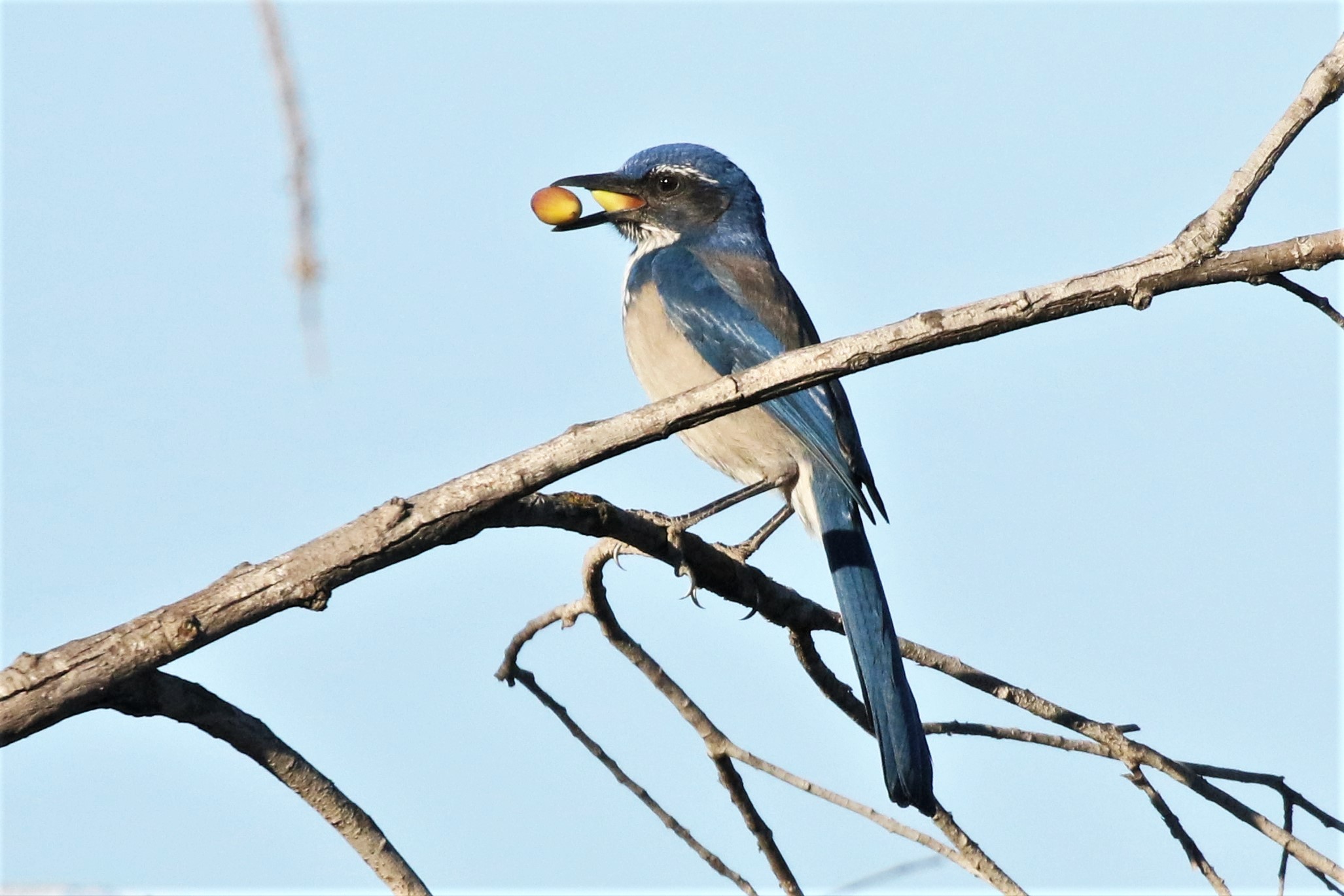 Mapping the expansion of the California Scrub-Jay into the Pacific ...