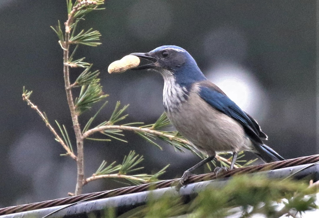Mapping the expansion of the California Scrub-Jay into the Pacific ...