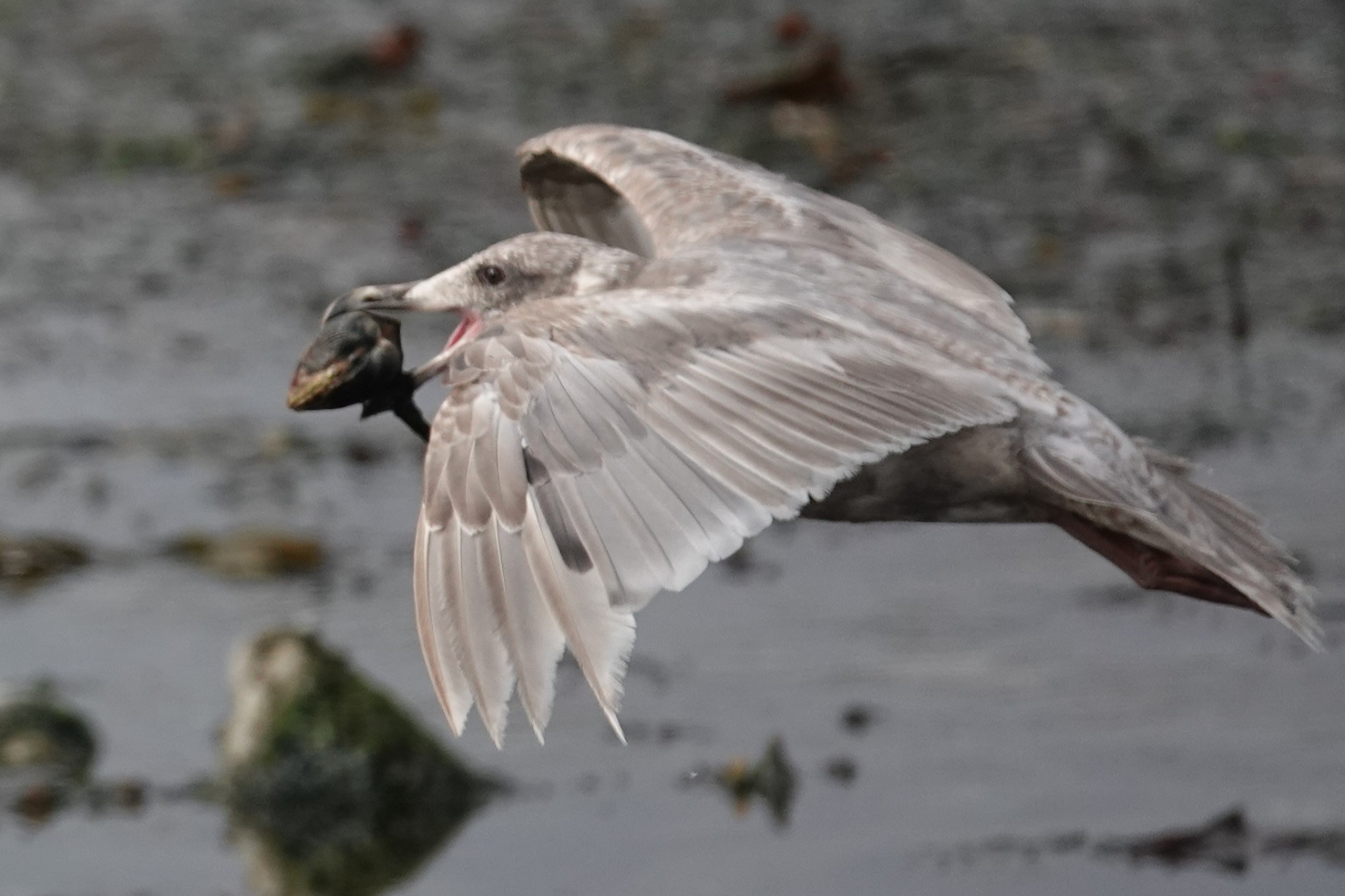 Gull Identification in Puget Sound | The Cottonwood Post