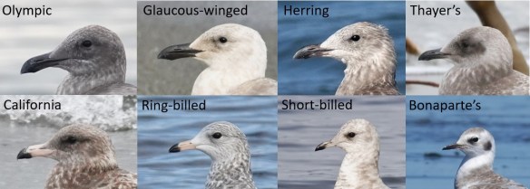 Gull Identification in Puget Sound | The Cottonwood Post