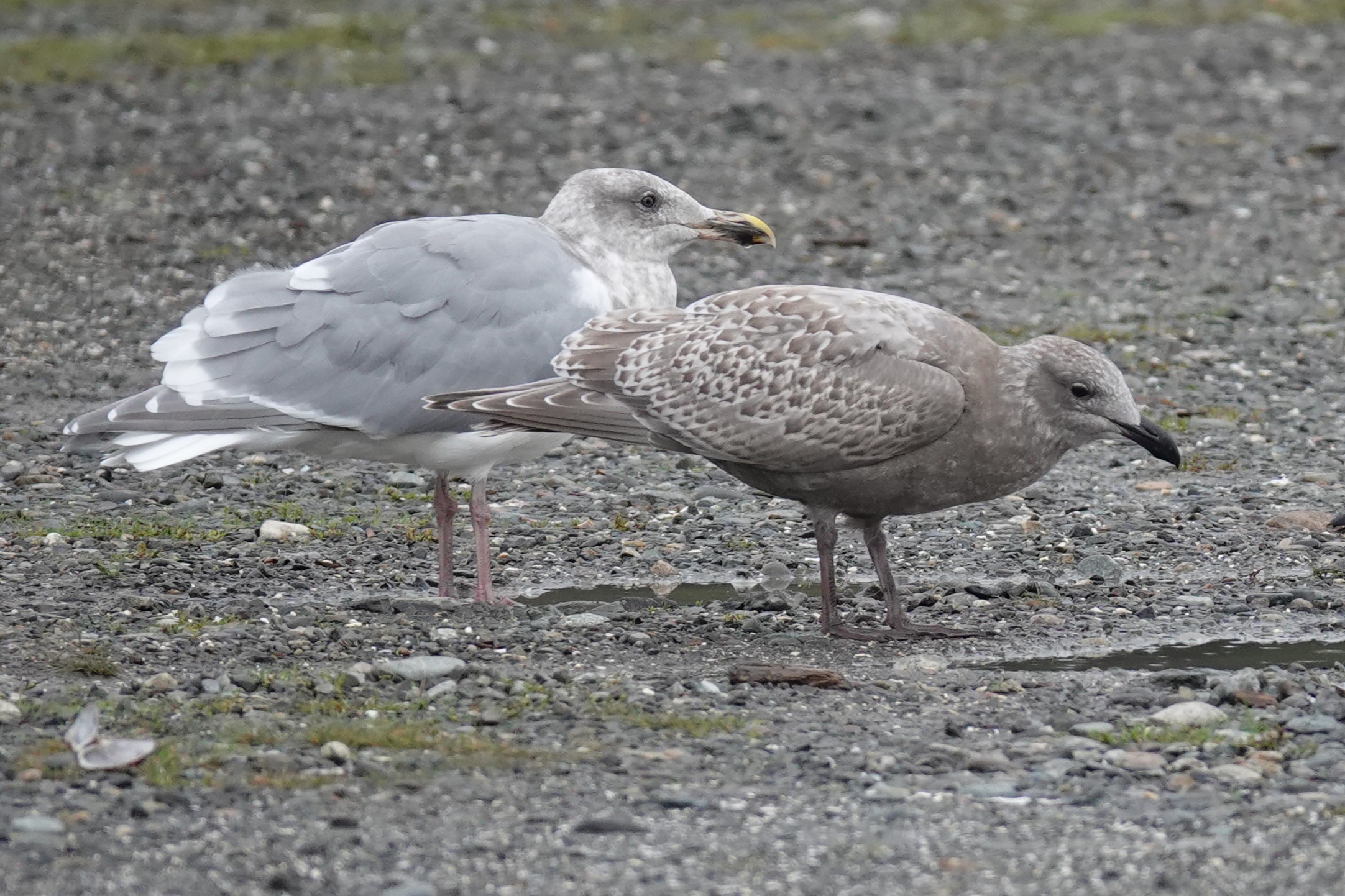 Gull Identification in Puget Sound | The Cottonwood Post
