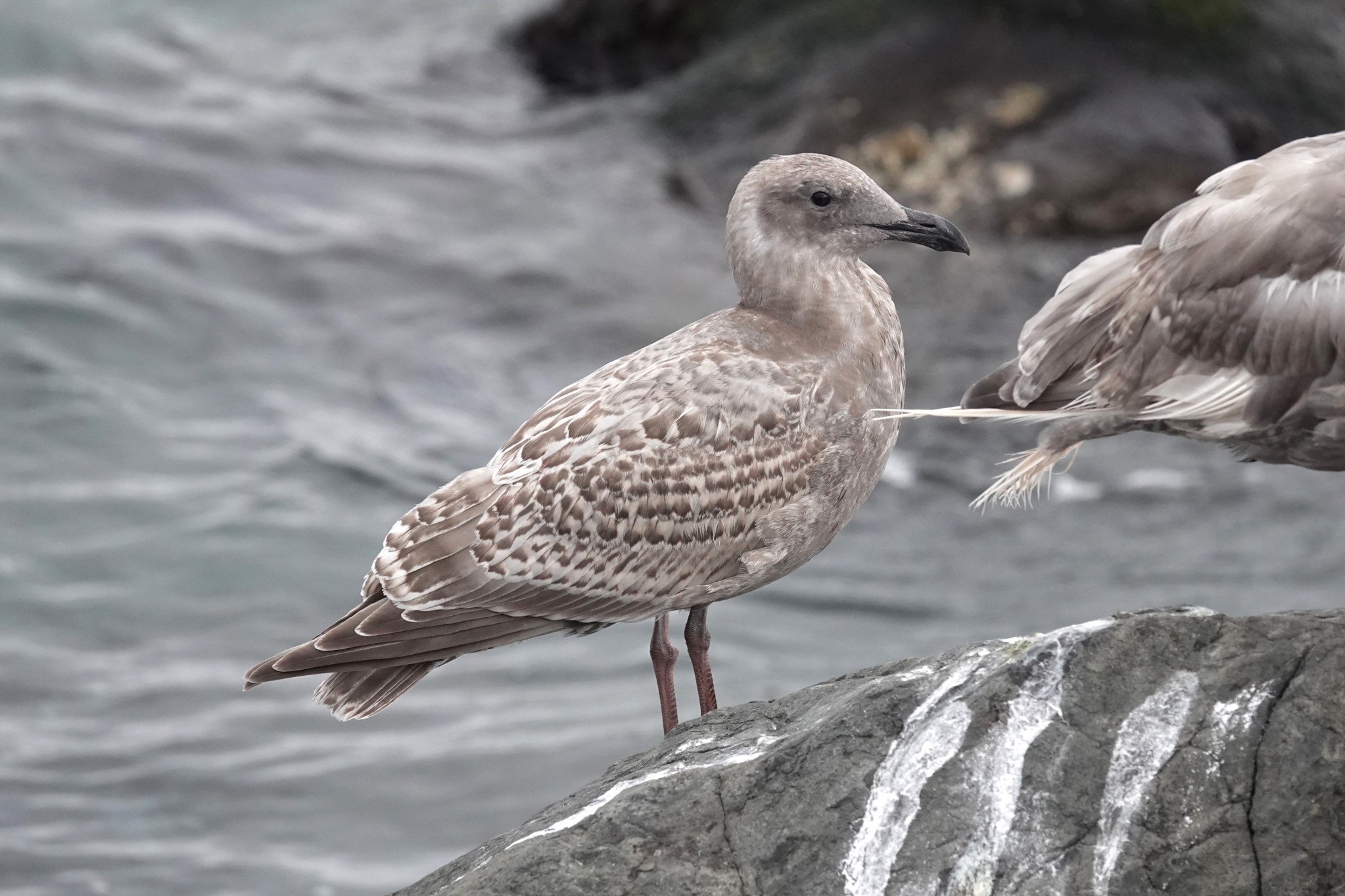 Gull Identification in Puget Sound | The Cottonwood Post