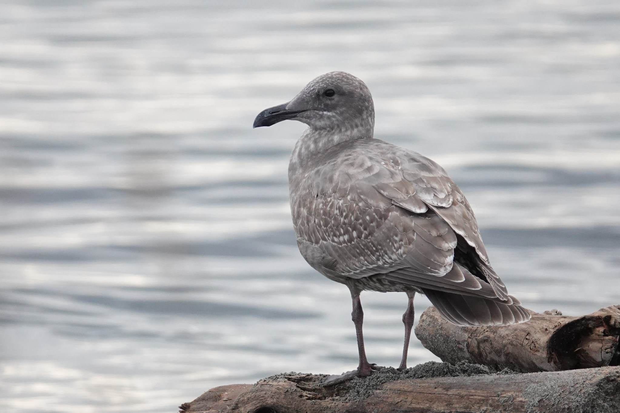 Gull Identification in Puget Sound | The Cottonwood Post