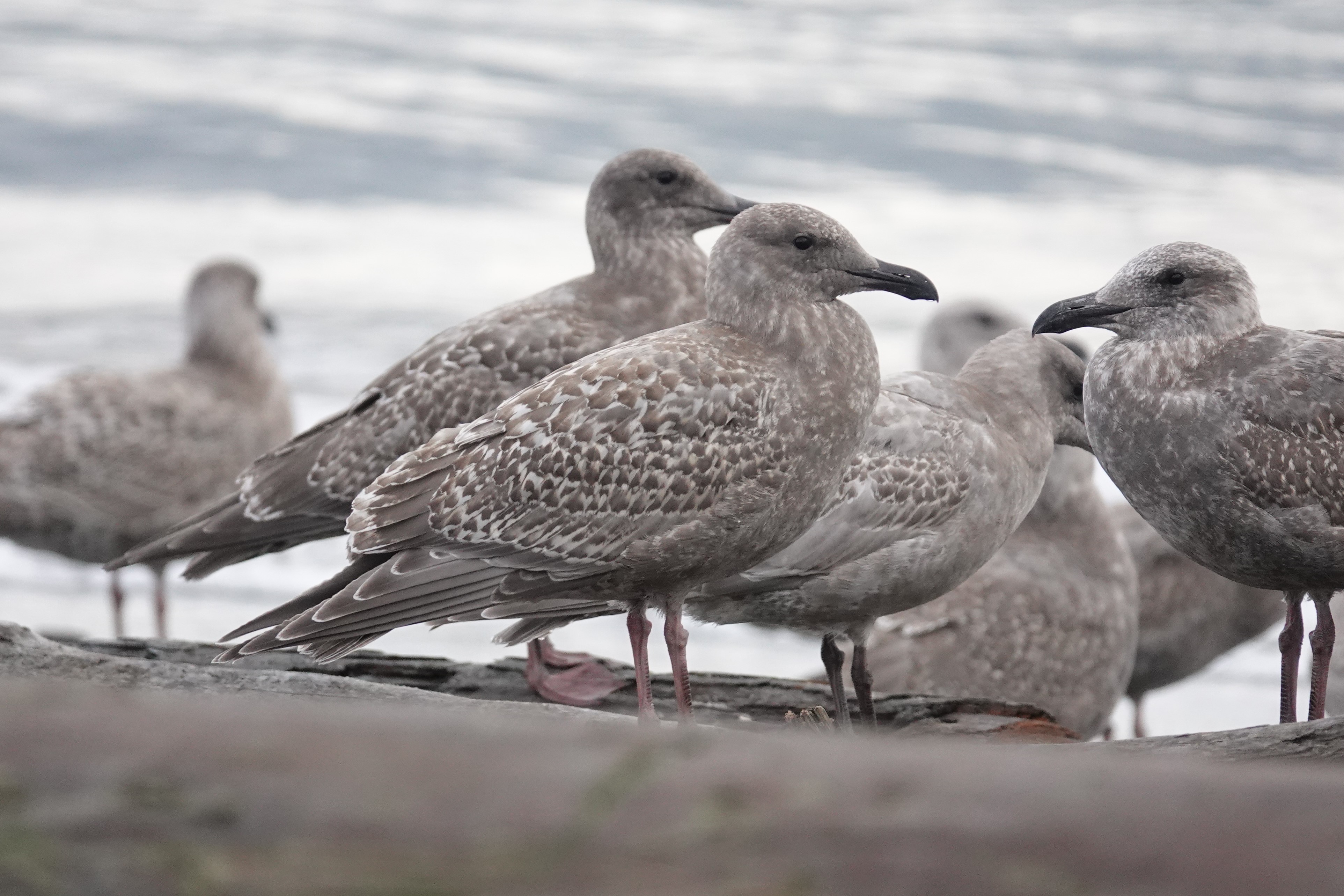 Gull Identification in Puget Sound | The Cottonwood Post
