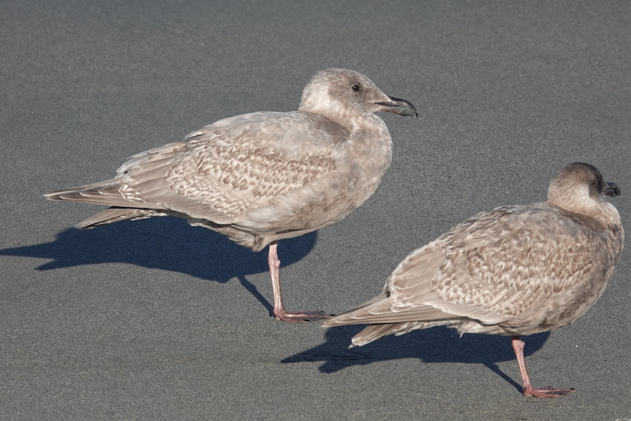 Gull Identification in Puget Sound | The Cottonwood Post