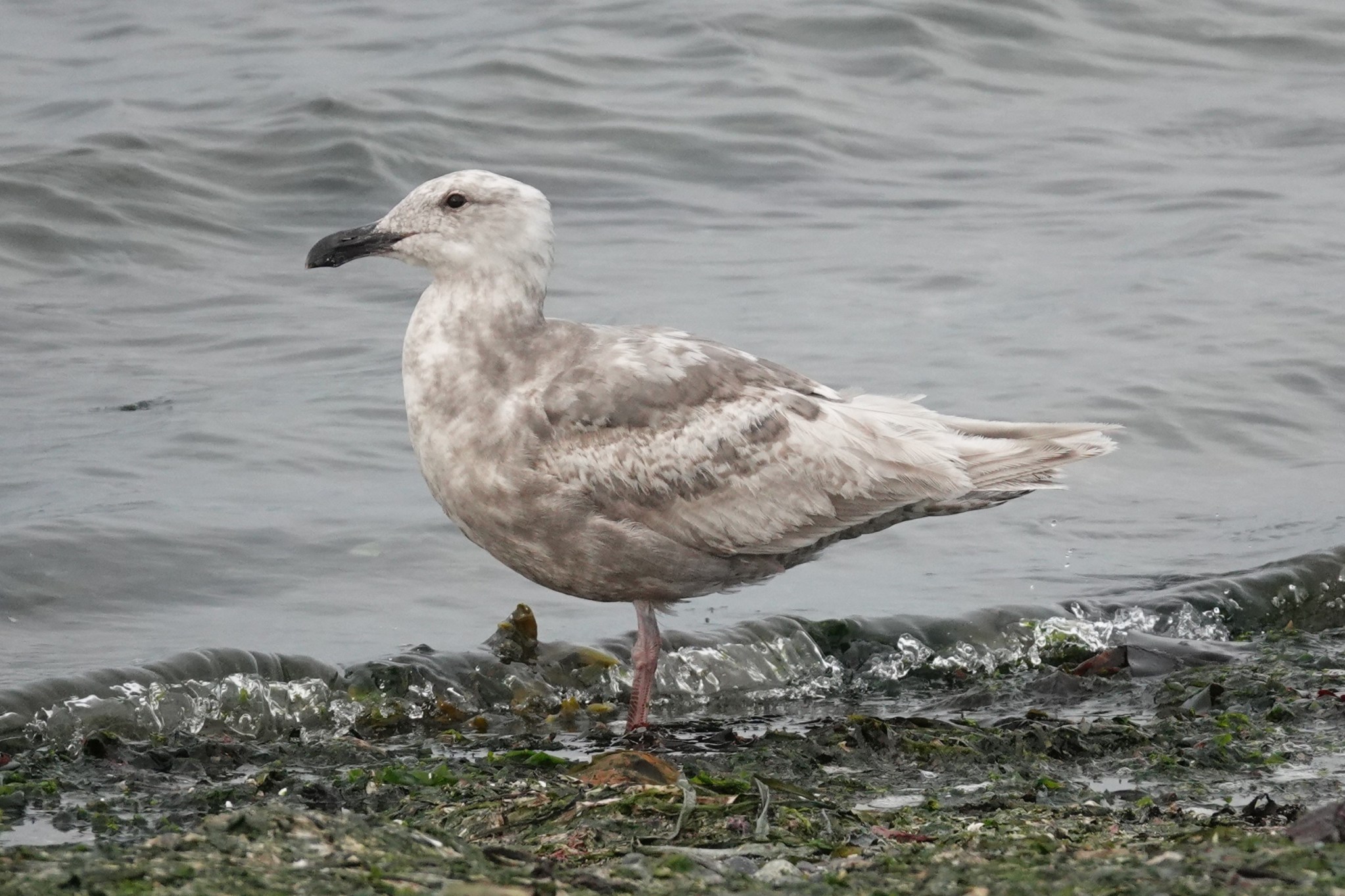 Gull Identification in Puget Sound | The Cottonwood Post