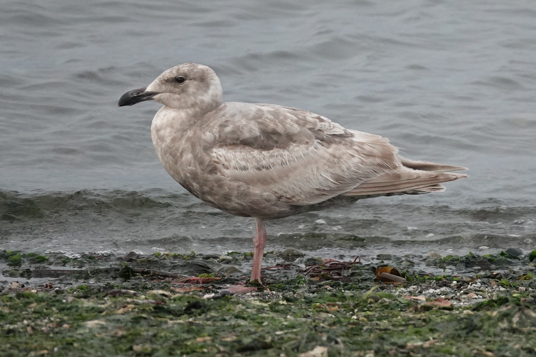 Gull Identification in Puget Sound | The Cottonwood Post