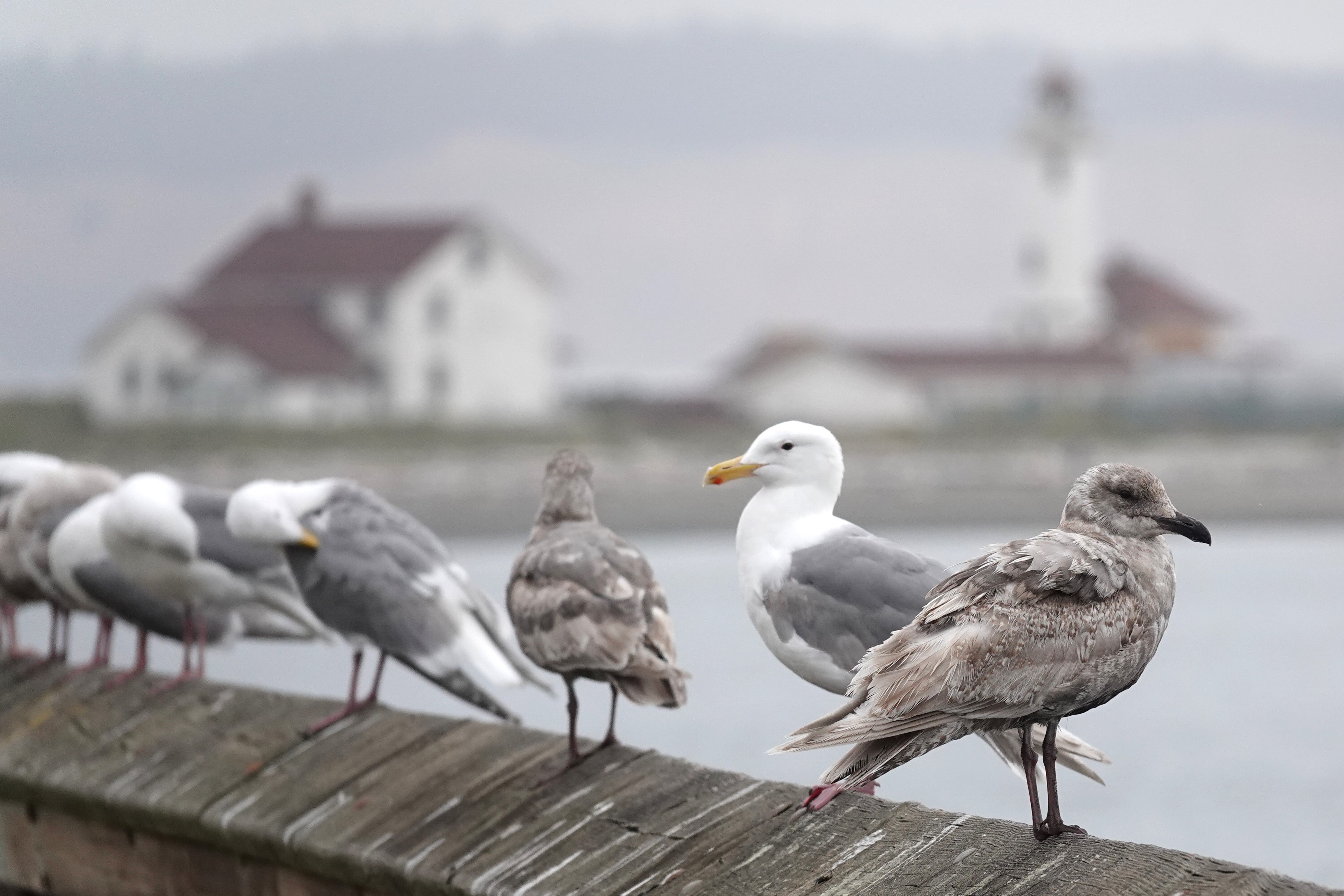 Gull Identification in Puget Sound | The Cottonwood Post