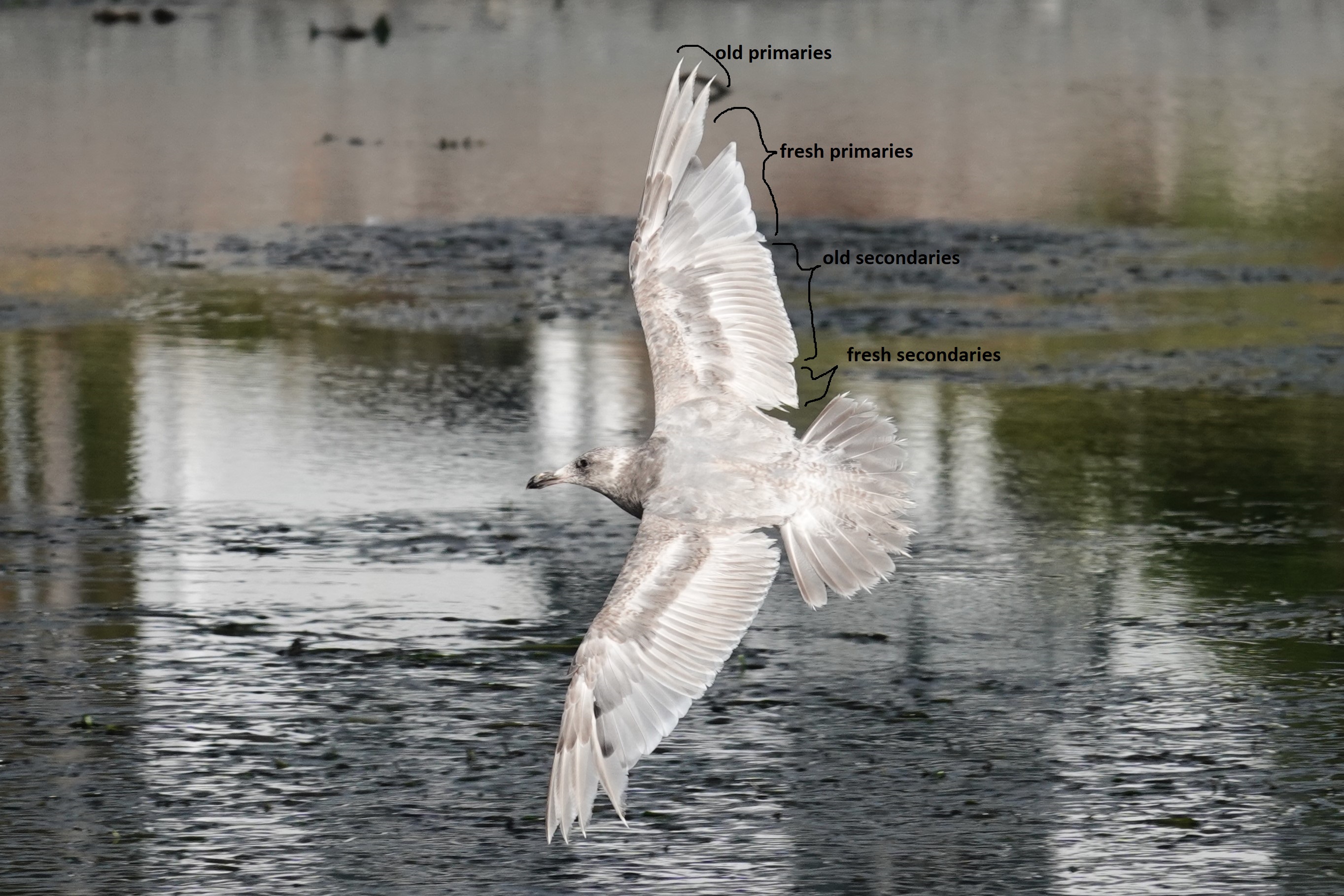 Gull Identification in Puget Sound | The Cottonwood Post