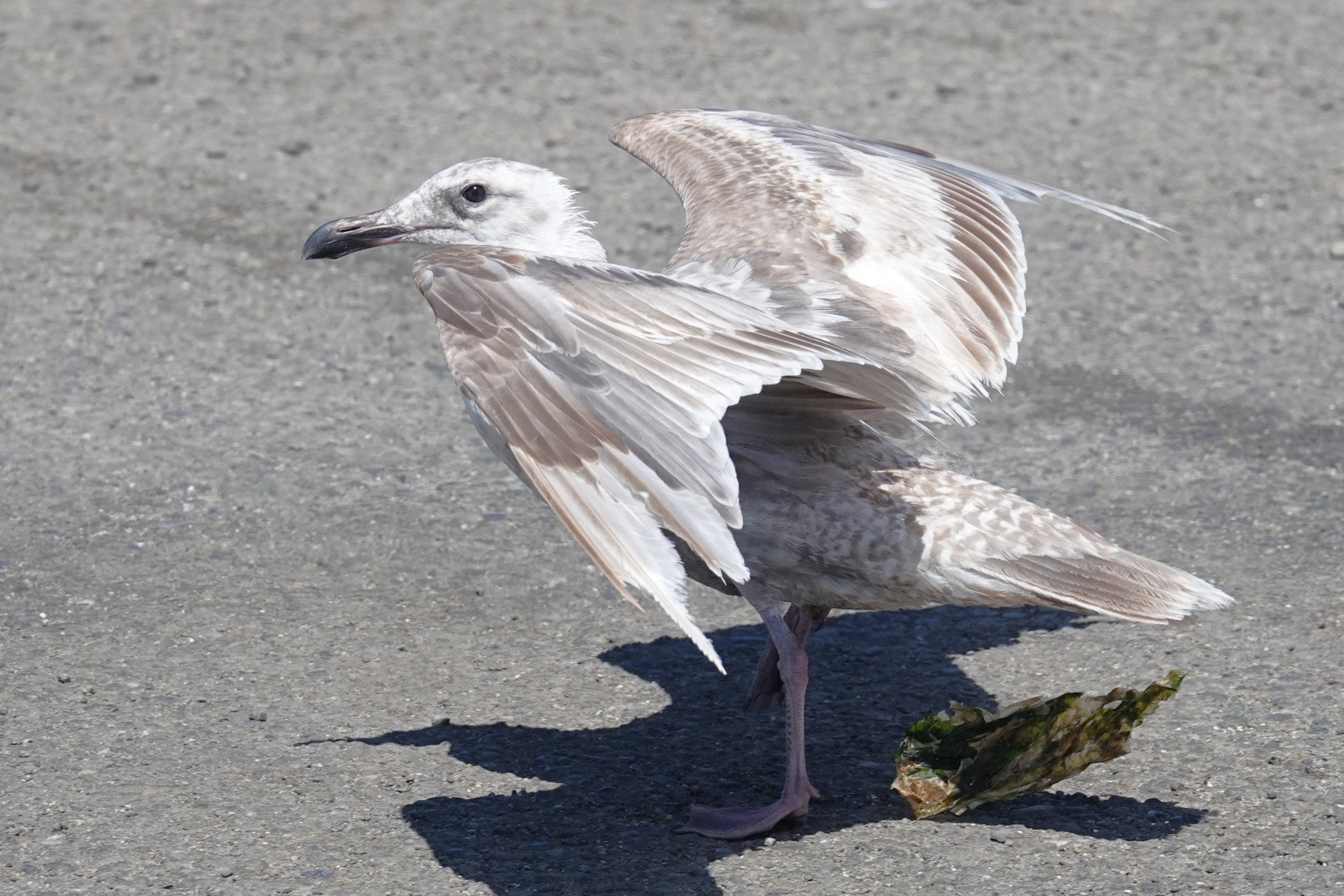 Gull Identification in Puget Sound | The Cottonwood Post