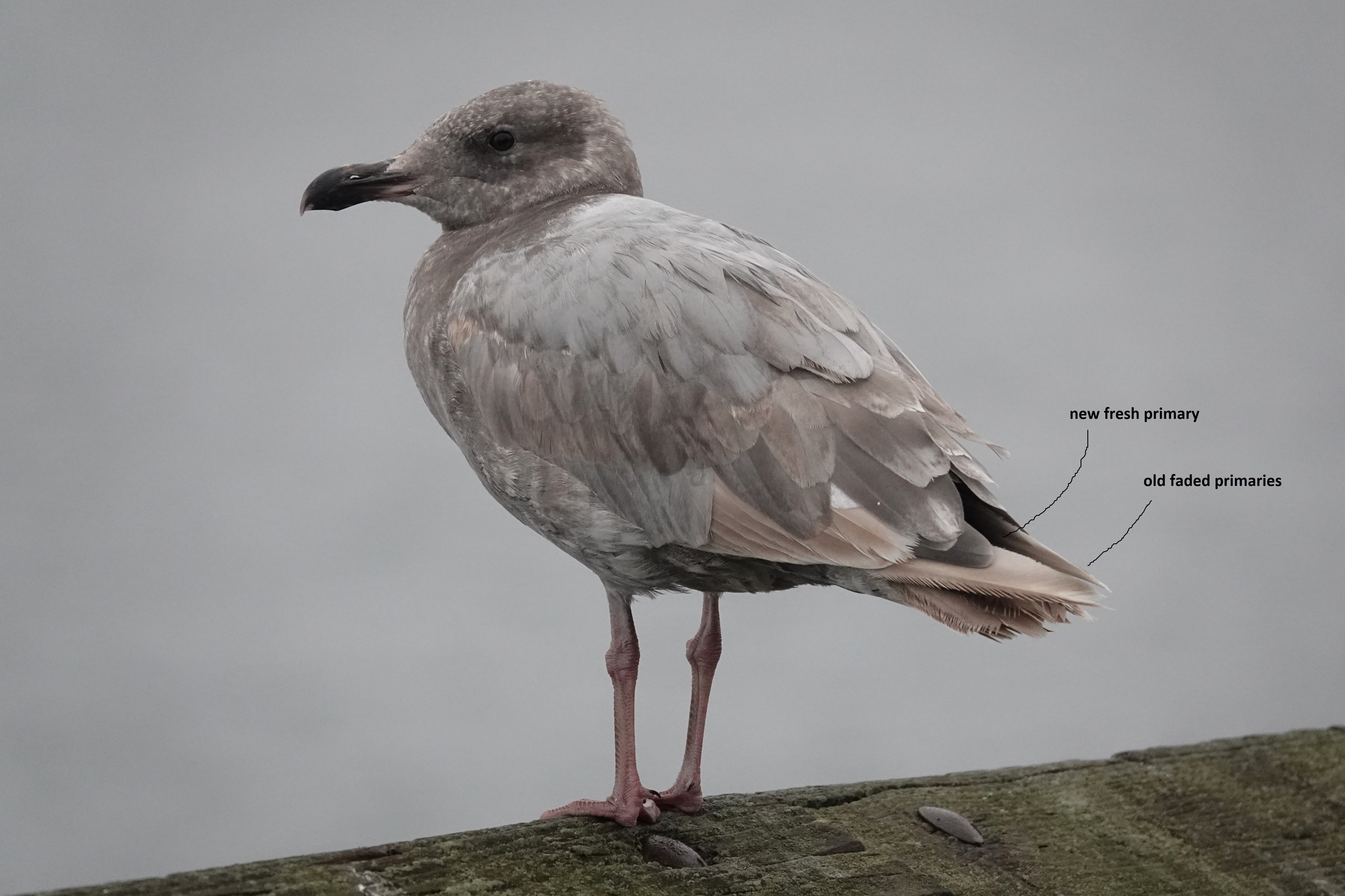 Gull Identification in Puget Sound | The Cottonwood Post