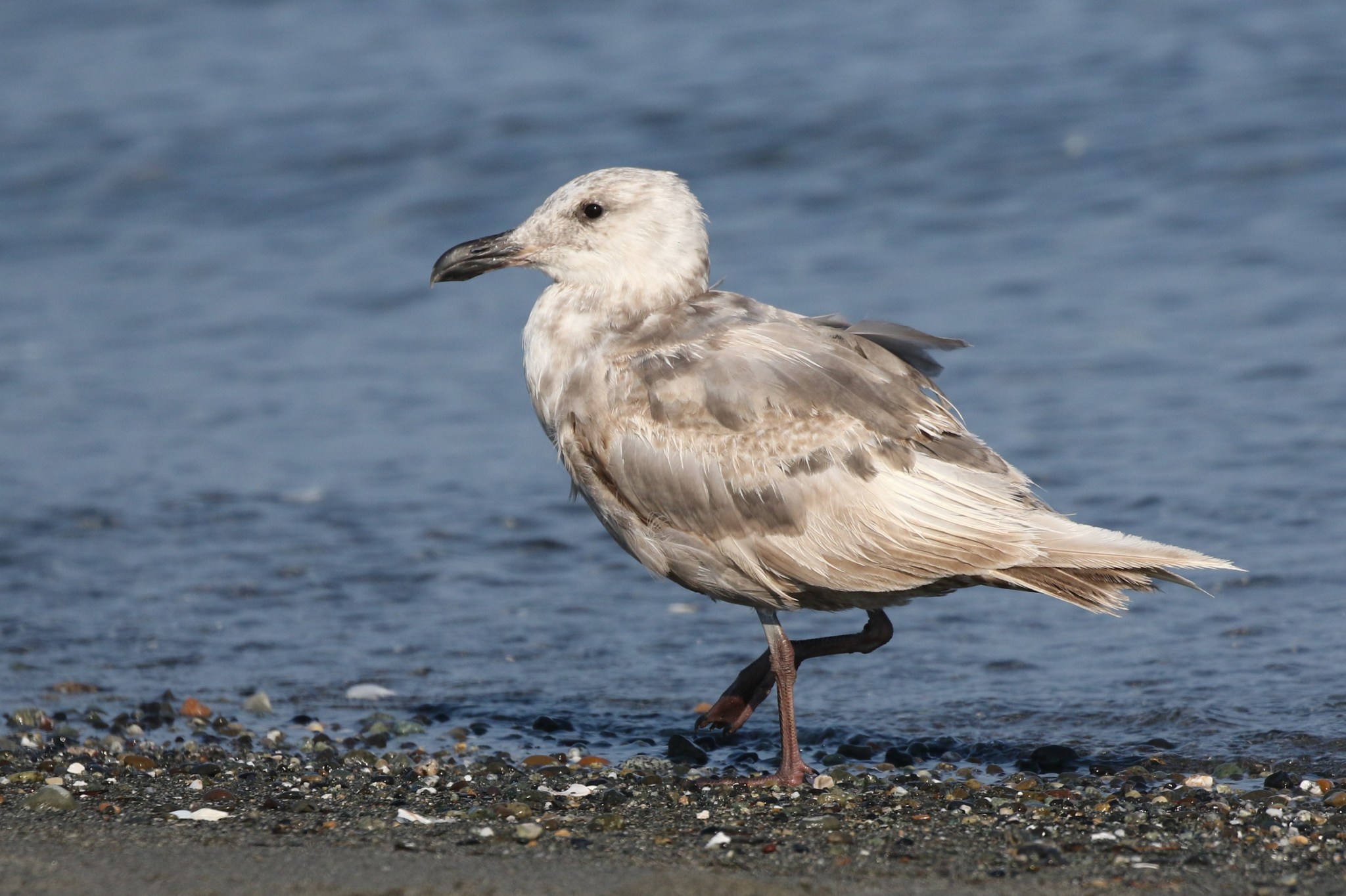 Gull Identification in Puget Sound | The Cottonwood Post