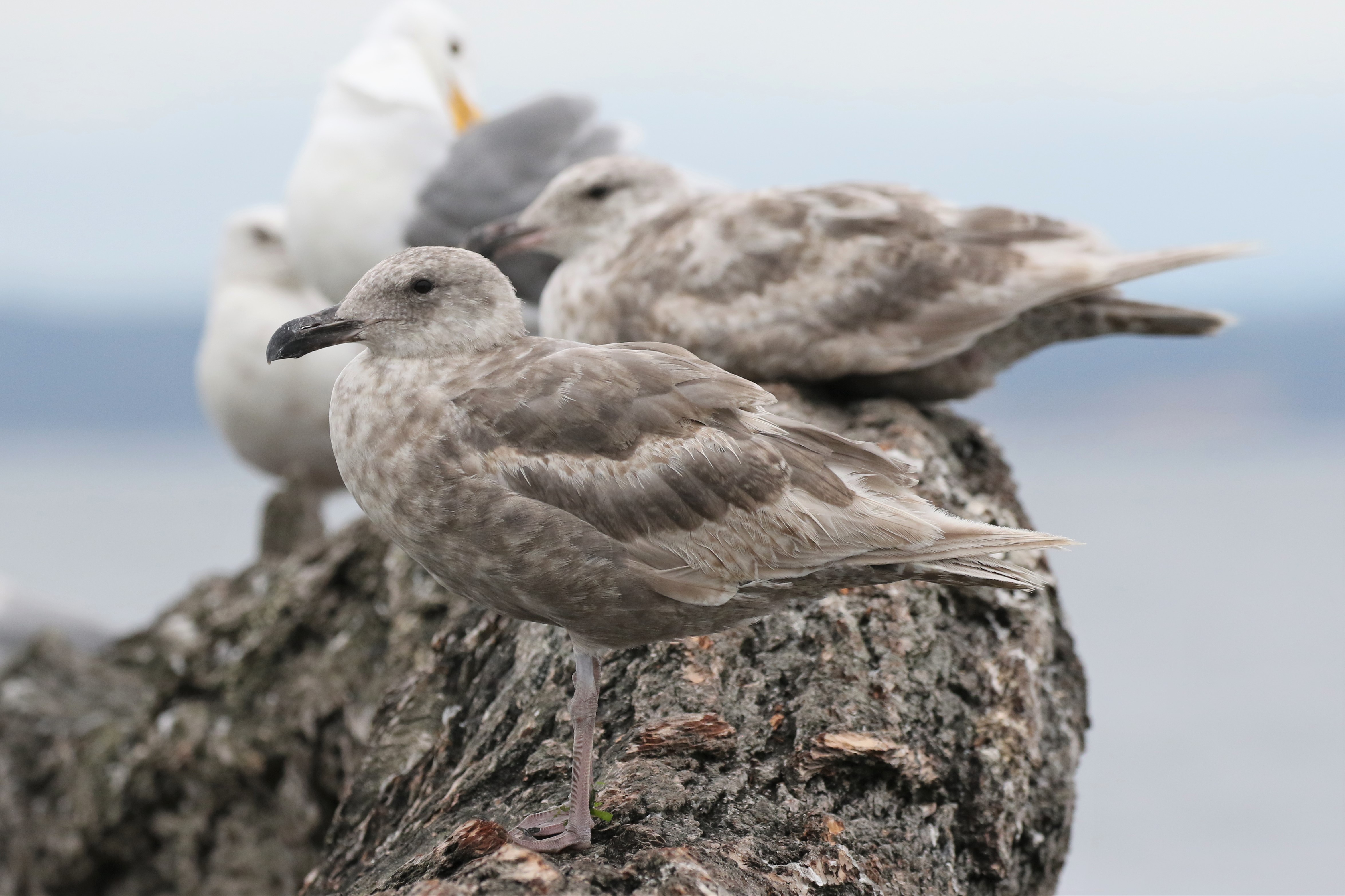 Gull Identification in Puget Sound | The Cottonwood Post