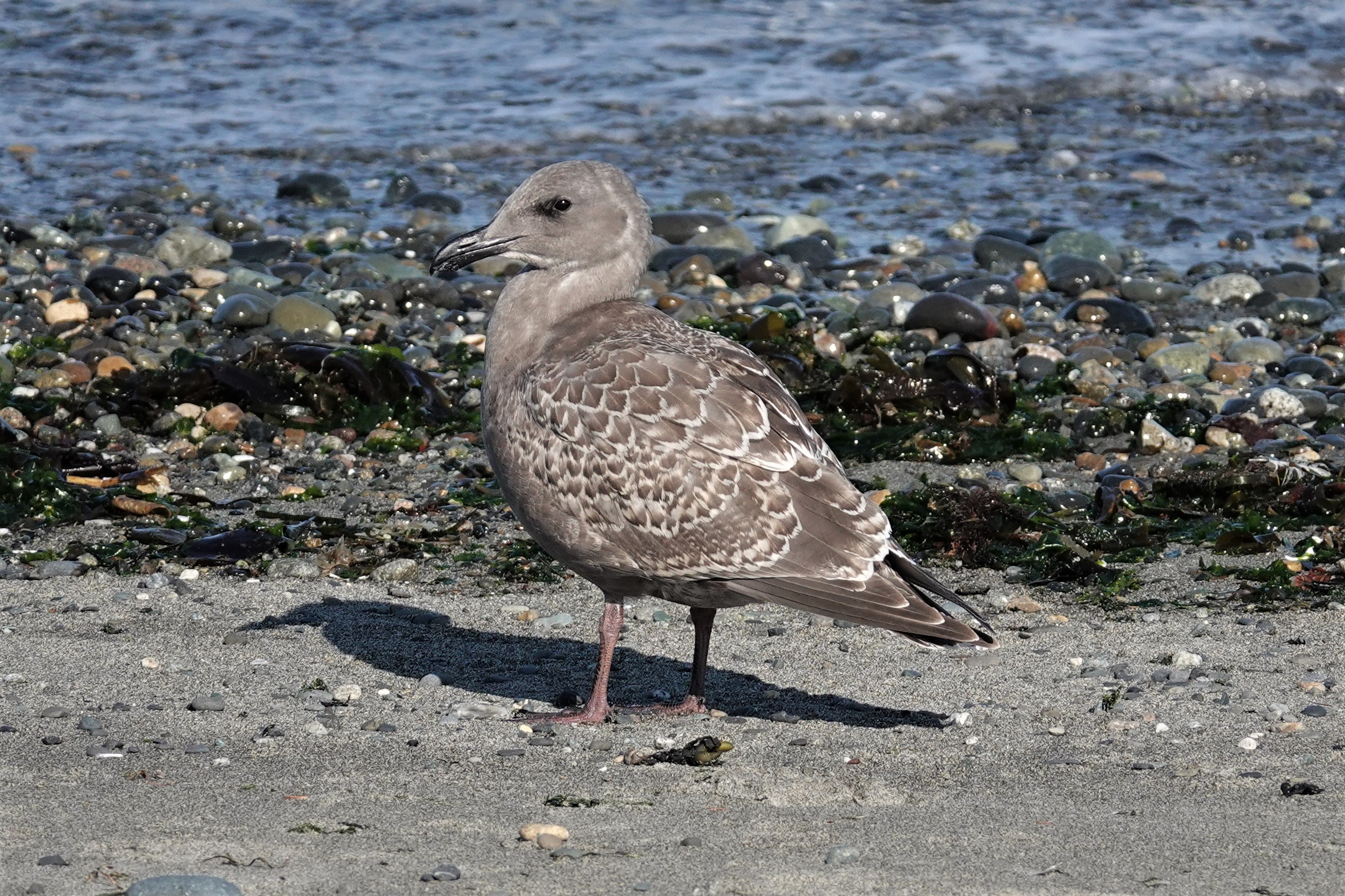 Gull Identification in Puget Sound | The Cottonwood Post