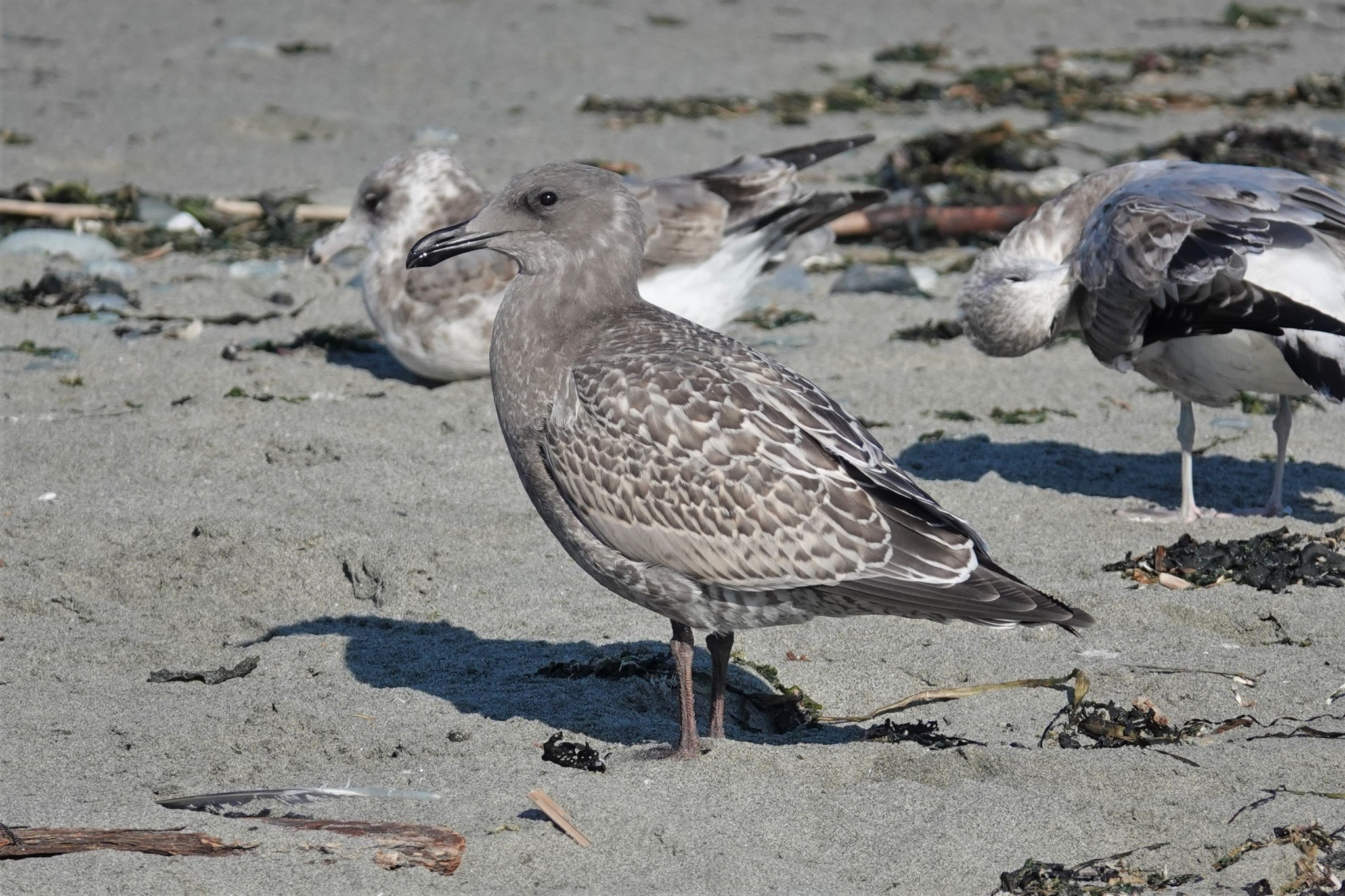 Gull Identification in Puget Sound | The Cottonwood Post