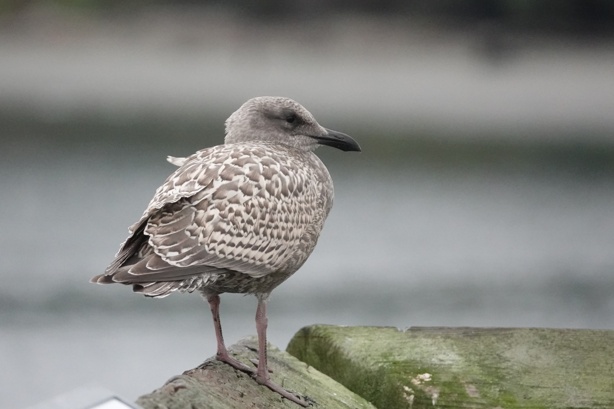 Gull Identification in Puget Sound | The Cottonwood Post