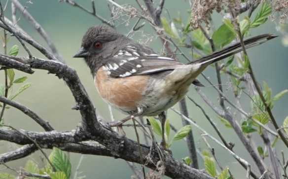 Spotted Towhee subspecies in the Pacific Northwest: From nearly ...