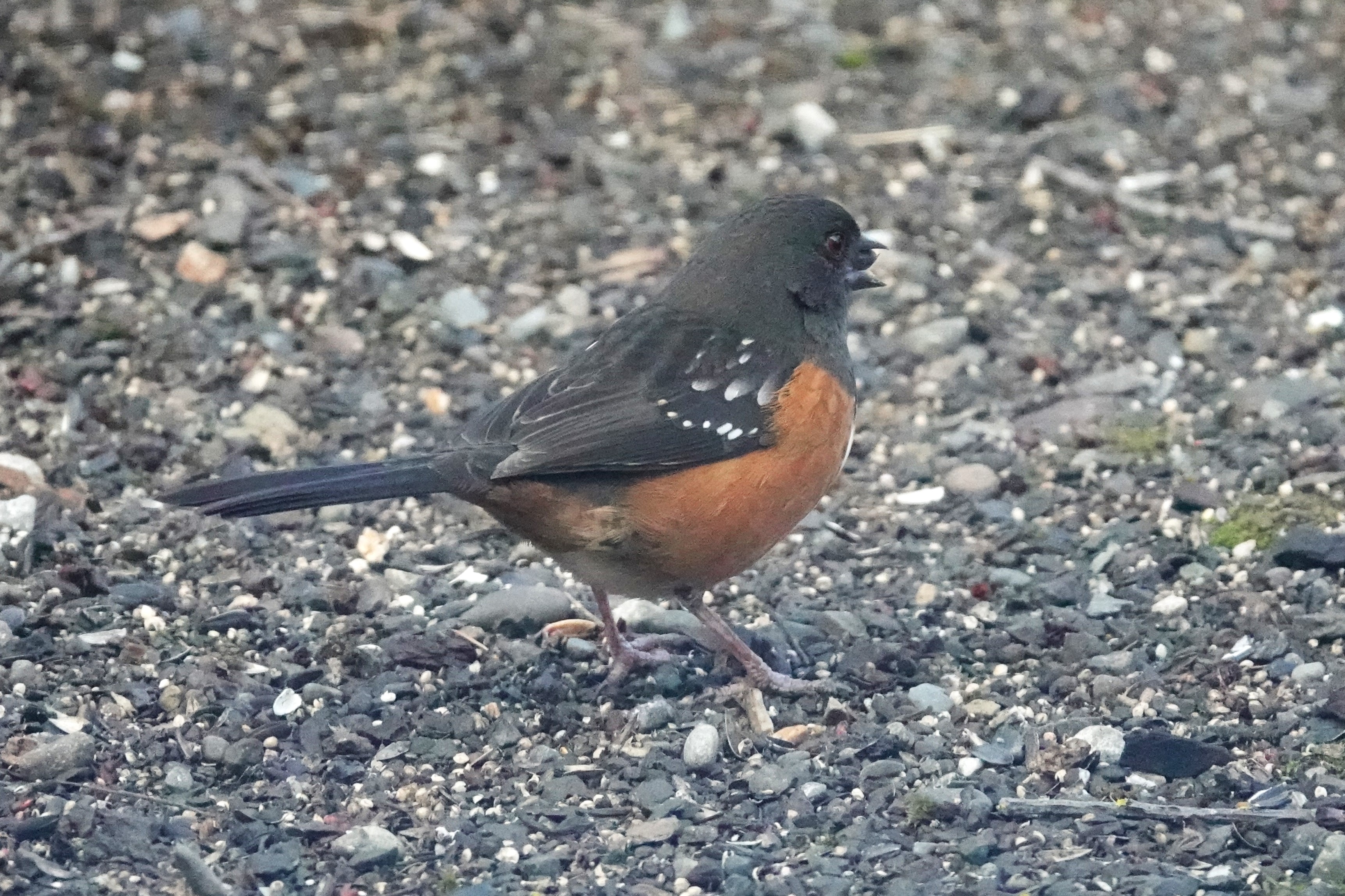 Spotted Towhee subspecies in the Pacific Northwest: From nearly ...