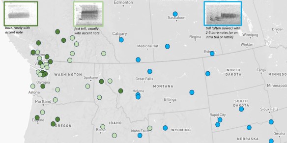 Bird Identification | The Cottonwood Post