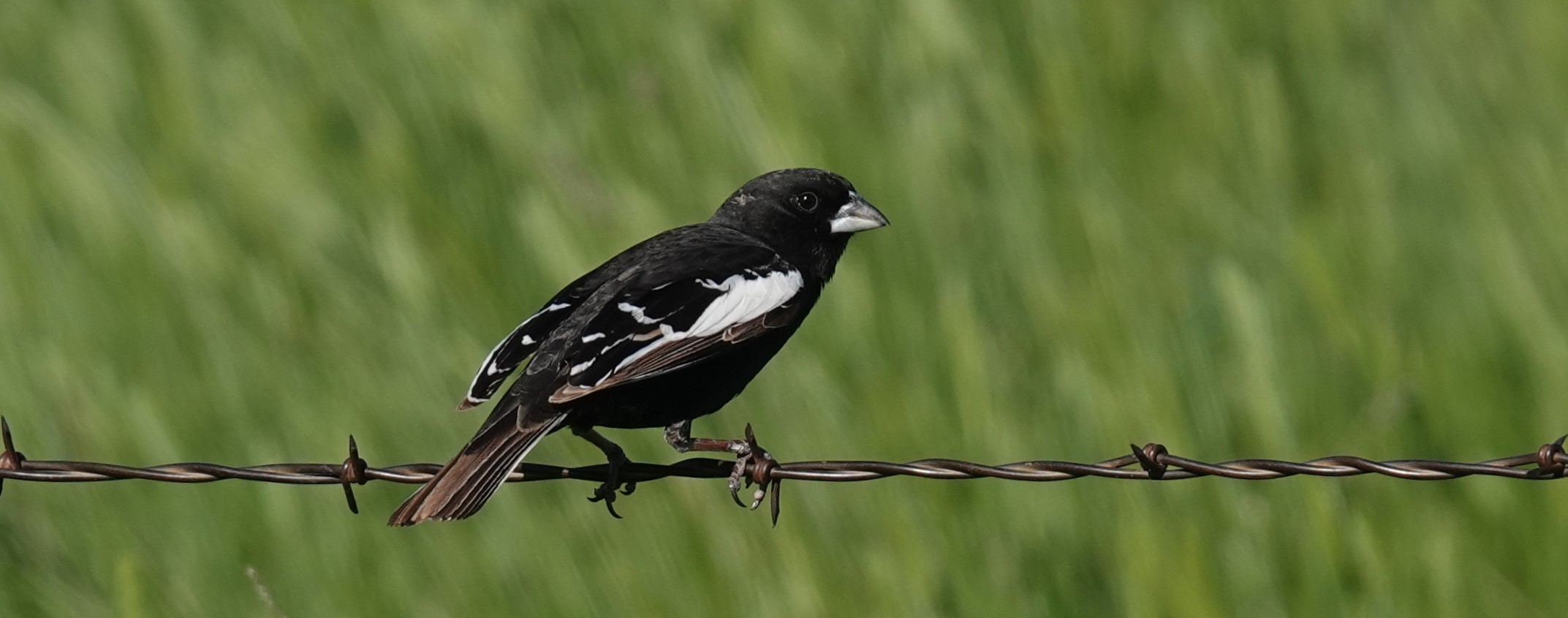“Shut up and bird” | The Cottonwood Post