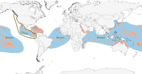 Red-foot, Blue-foot, Cocos, Nazca: Tropical seabirds moving into the ...