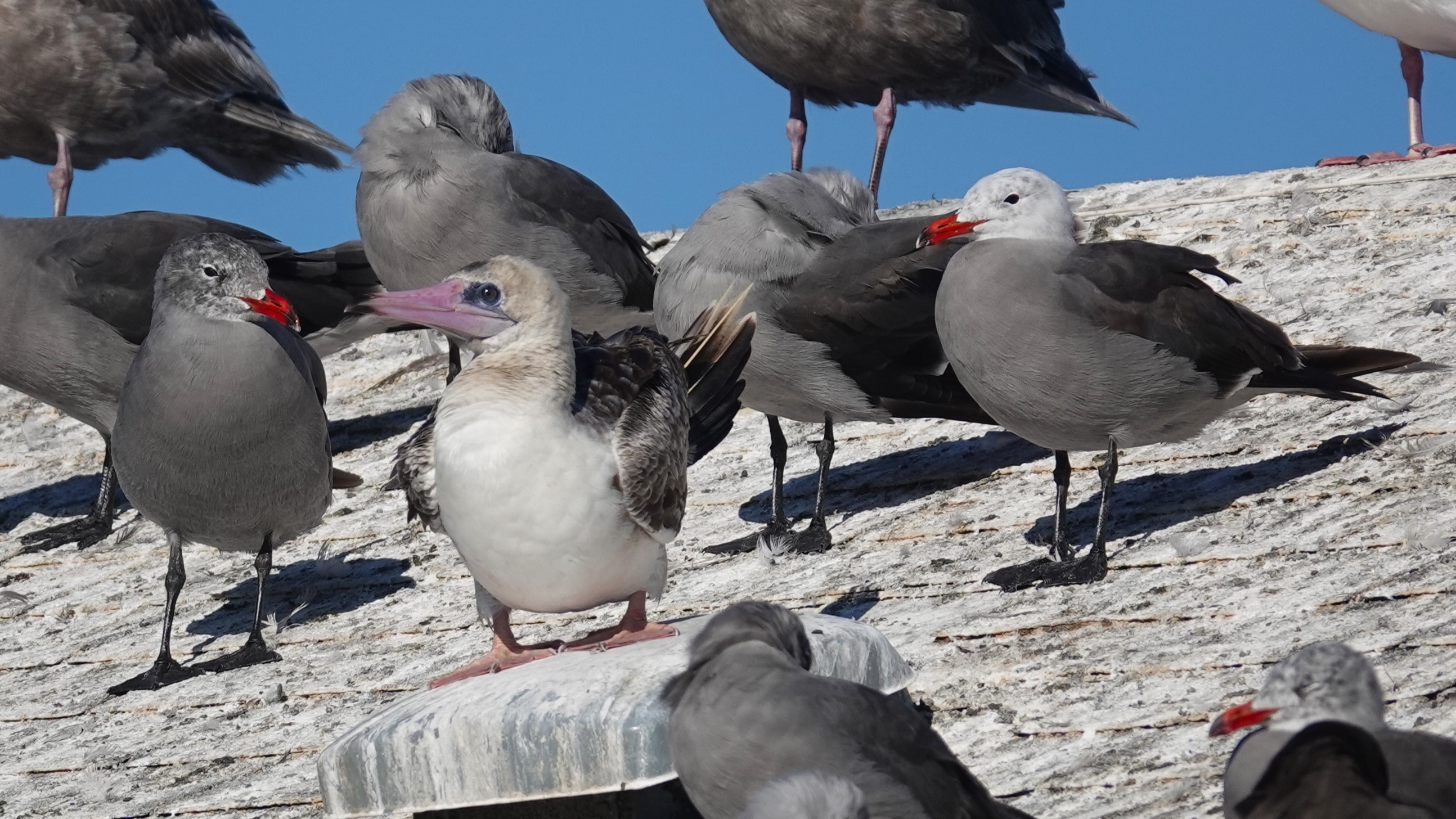 Red-foot, Blue-foot, Cocos, Nazca: Tropical seabirds moving into the ...