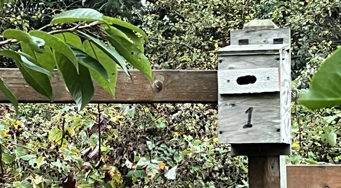 What you can do for birds in your yard | The Cottonwood Post